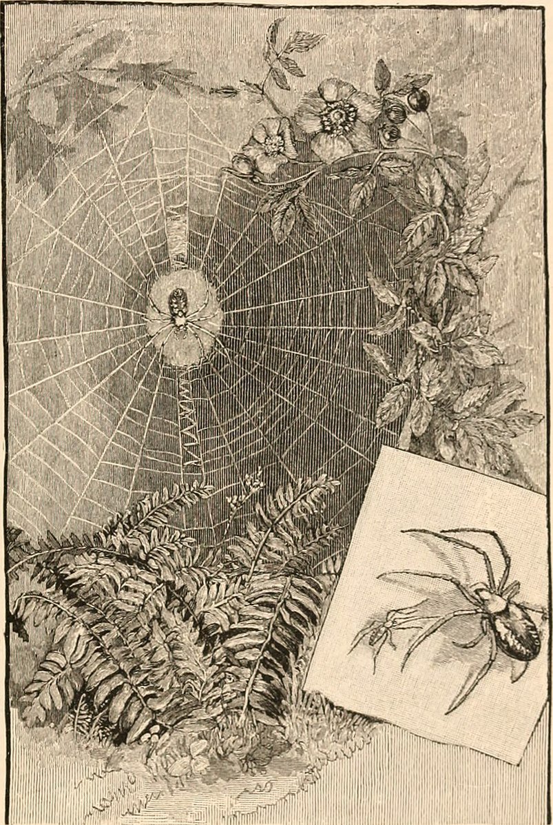 american_spiders_and_their_spinningwork6504480363601830844. – THE ...